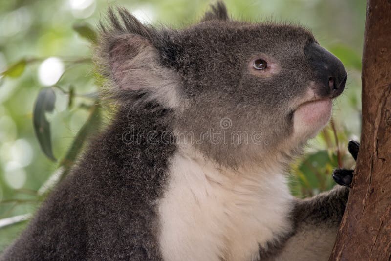 Koala Bear Side View Stock Photos - Free & Royalty-Free Stock Photos ...