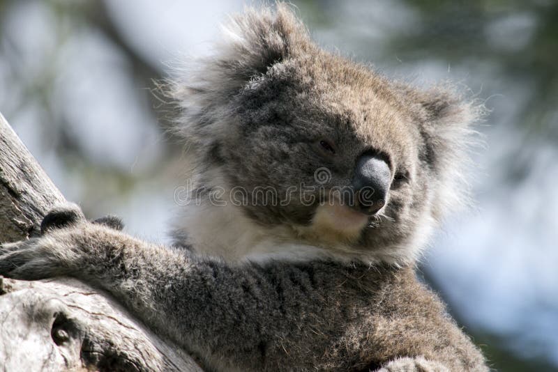 This is a Close Up of a Koala Stock Photo - Image of brown, white ...