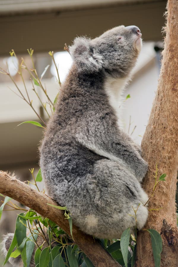 This is a Close Up of a Koala on a Tree Stock Image - Image of koala ...