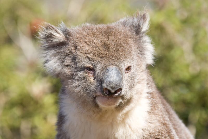 Close-up of a koala stock photo. Image of head, face - 57383422