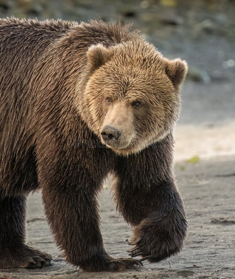 Close Up of a Kodiak Bear Walking on the Beach Stock Image - Image of walking, bear: 342977355