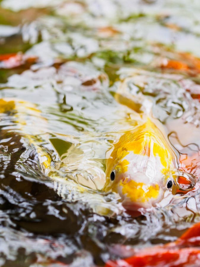 Close up koi fish stock photo. Image of culture, carp - 38212548