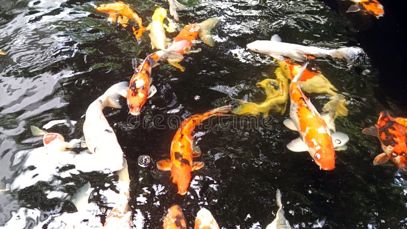 Koi Fish are Fed in the Pond Stock Photo - Image of carp, lake: 371282456