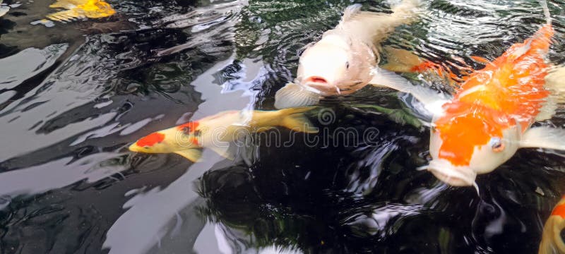 Koi Fish are Fed in the Pond Stock Image - Image of group, carp: 372059573