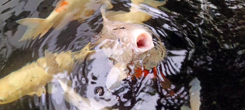 Koi Fish are Fed in the Pond Stock Photo - Image of motion, group ...