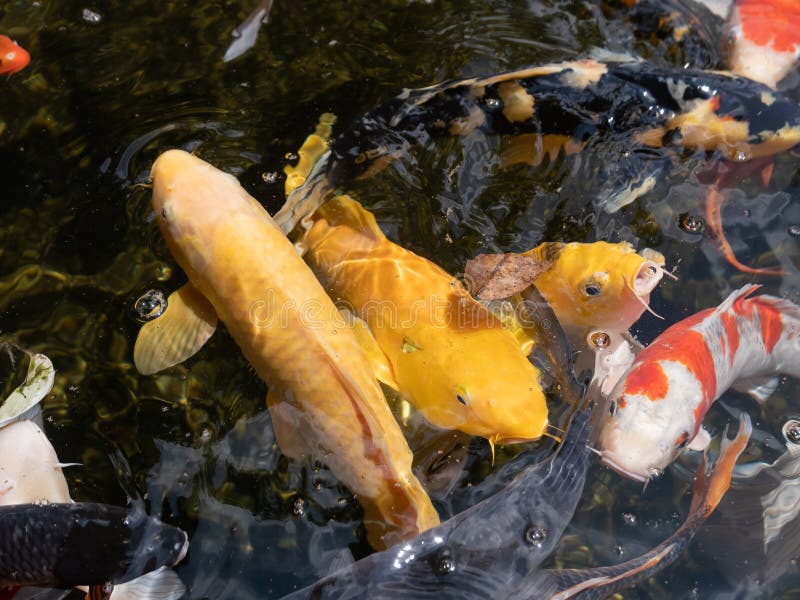 Close Up Koi Fish in the Pond Stock Image - Image of life, moss: 186830373