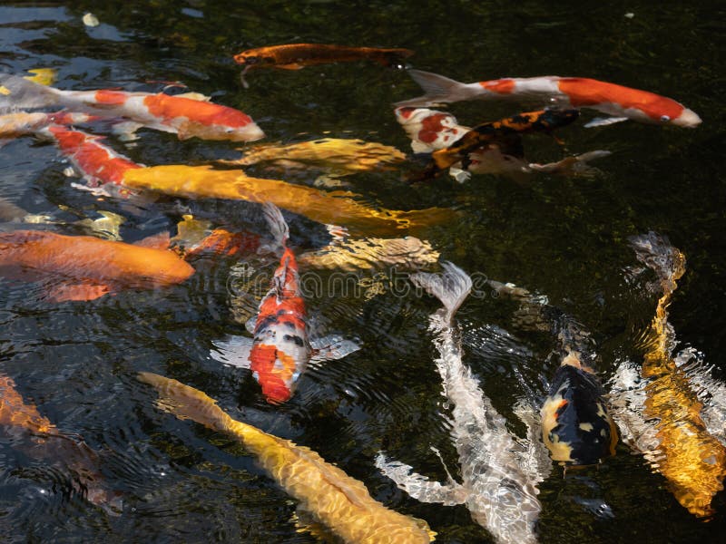 Close Up Koi Fish in the Pond Stock Image - Image of cyprinus, asian ...