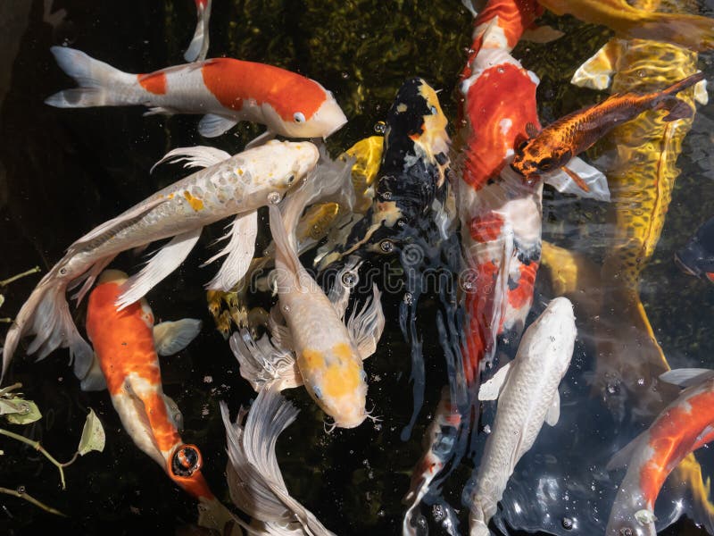 Close Up Koi Fish in the Pond Stock Photo - Image of asia, fish: 186830392