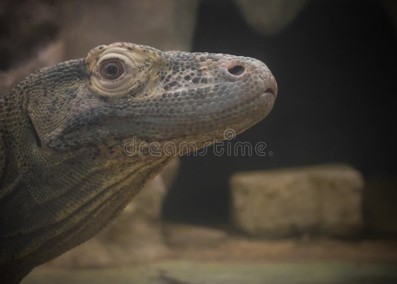 Close Up of a Komodo Dragon Stock Photo - Image of skin, side: 321535238