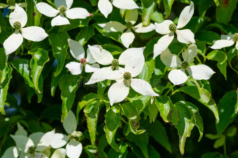 Kousa Dogwood (cornus Kousa) Flowers Stock Image - Image of flower ...