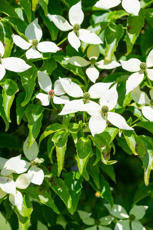 Kousa Dogwood (cornus Kousa) Flowers Stock Photo - Image of tree ...