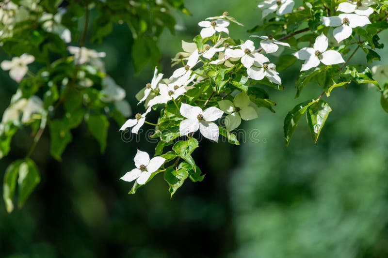 Kousa Dogwood (cornus Kousa) Flowers Stock Image - Image of ...