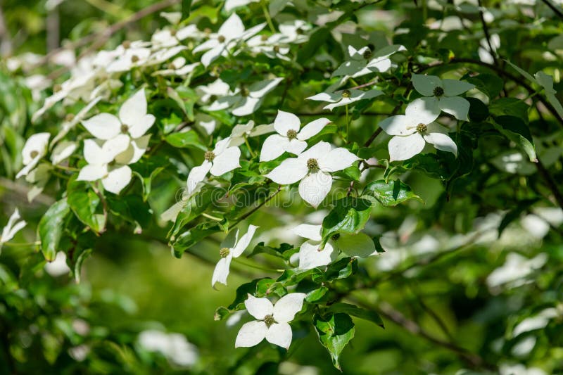 Kousa Dogwood (cornus Kousa) Flowers Stock Image - Image of fresh ...