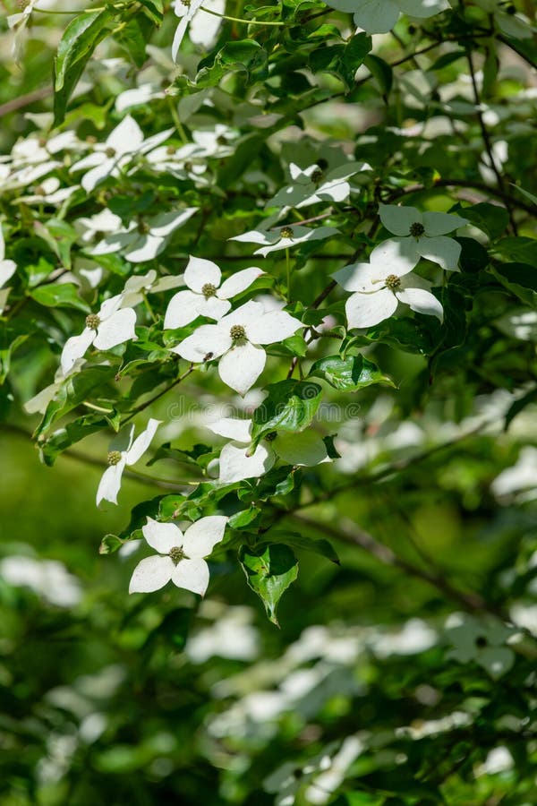 Kousa Dogwood (cornus Kousa) Flowers Stock Image - Image of bloom ...