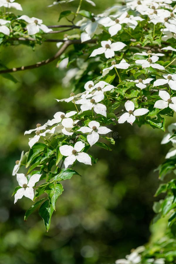 Kousa Dogwood (cornus Kousa) Flowers Stock Photo - Image of branch ...