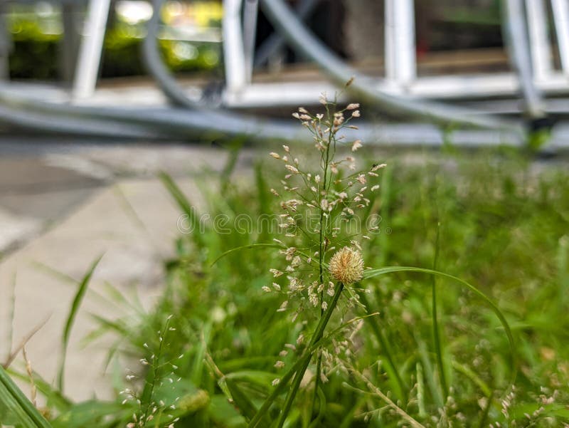 A Close Up of Kyllinga Brevifolia plant. for Plant Background or ...