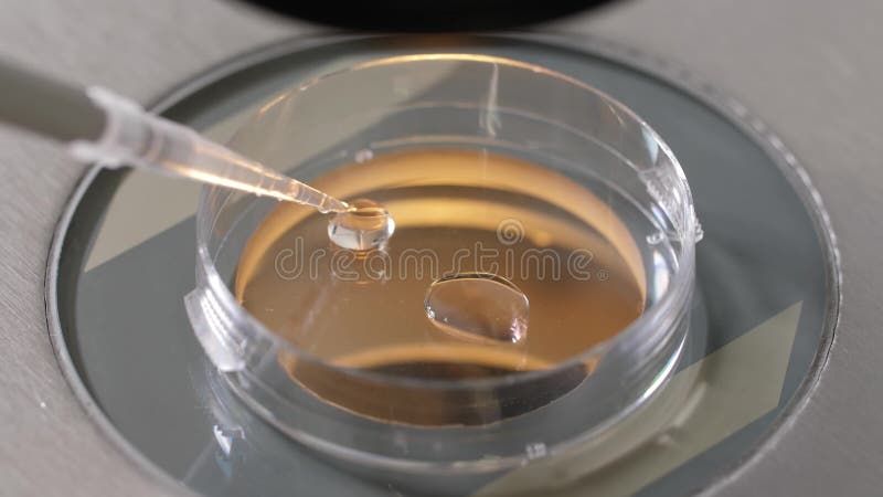Placing Embryo in Cryoprotectant Liquid Stock Video - Video of ...