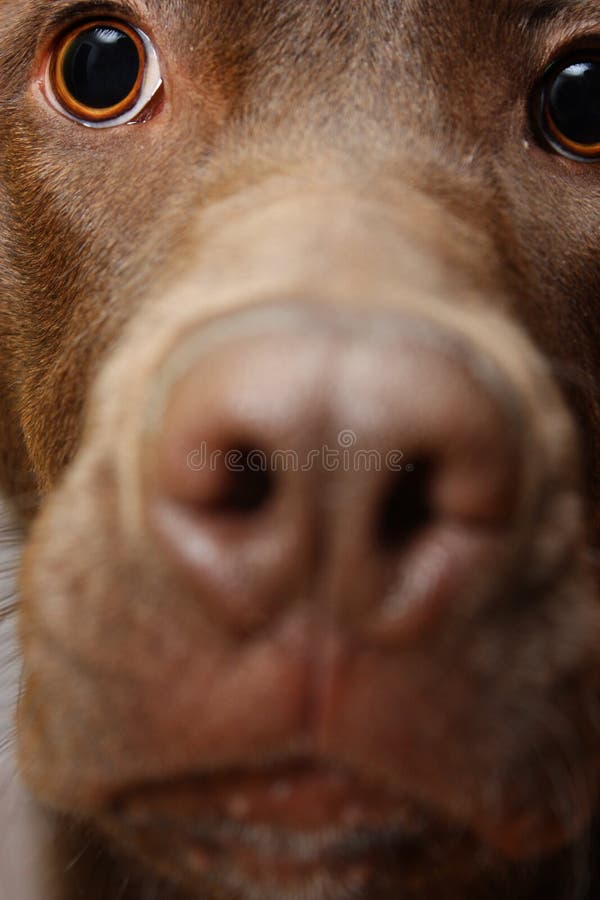 Close up of a labrador dog stock photo. Image of labrador - 88240644