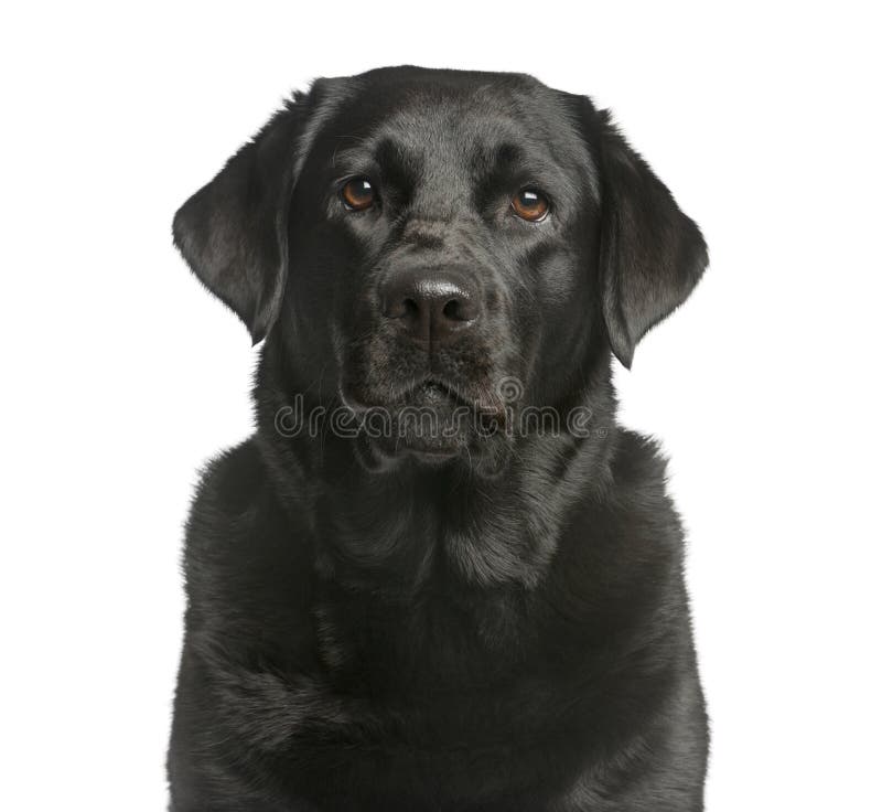 Close Up of a Labrador Retriever Stock Photo - Image of golden, award ...