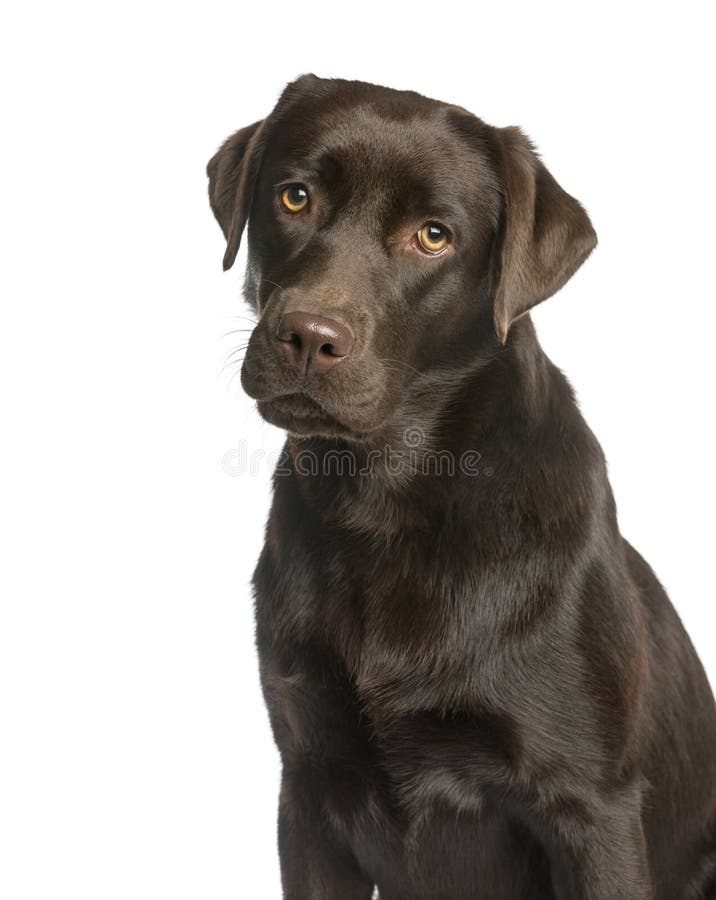 Close Up of a Labrador Retriever Stock Photo - Image of golden, award ...