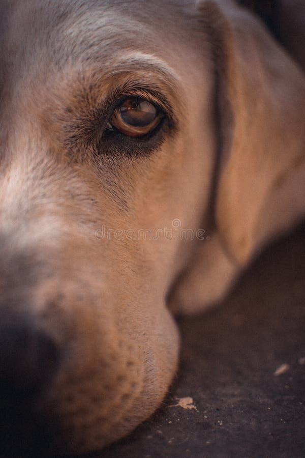 Close Up of Labrador Puppy Face - Labrador Pet Stock Photo - Image of ...
