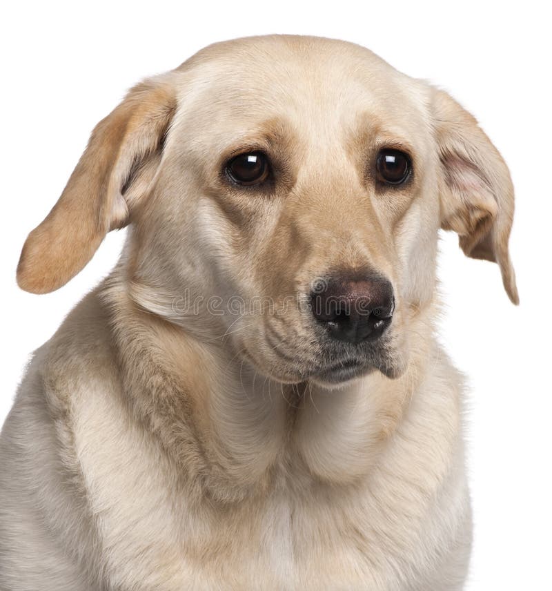 Close-up of a Labrador Retriever Puppy, 2 Months Old Stock Photo ...