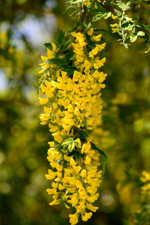 Laburnum flowers in bloom stock image. Image of springtime - 110644457
