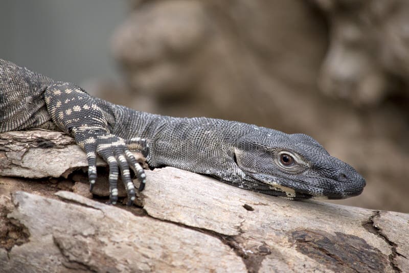 This is a Side View of a Lace Lizard Stock Image - Image of black ...