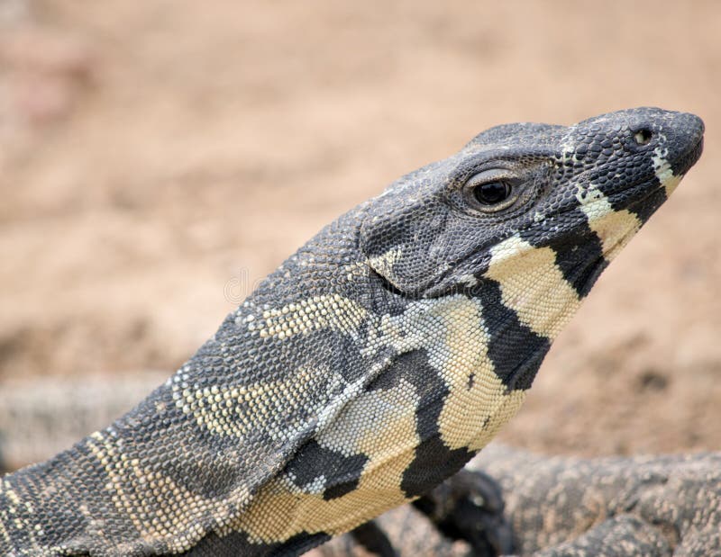 This is a Close Up of a Lace Lizard Stock Image - Image of gecko, cold ...