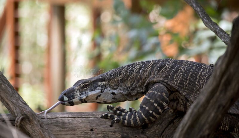 The Lace Monitor Grows Up To Two Metres Long Stock Photo - Image of ...