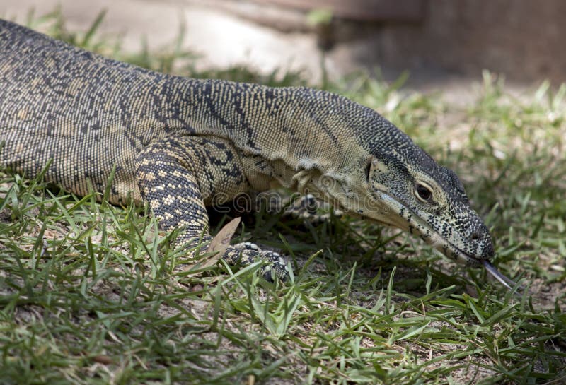 The Lace Monitor Grows Up To Two Metres Long Stock Photo - Image of ...