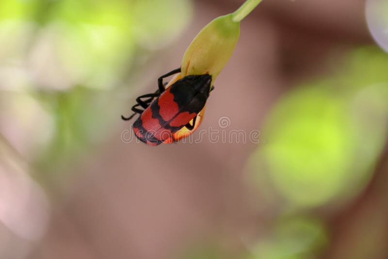 Close -up Lady Bird Beetle in the Green Background Stock Image - Image ...
