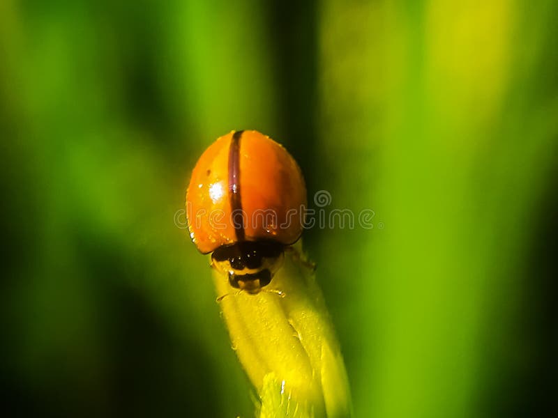 Close up of a lady bug. stock photo. Image of invertebrate - 239974908