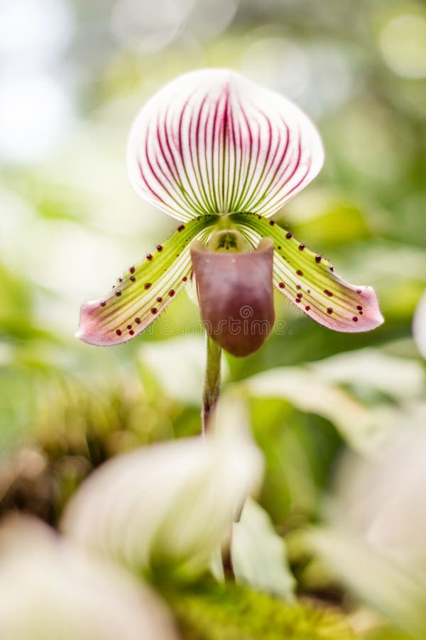Close Up of Ladys Slipper Orchid Stock Image - Image of closeup ...