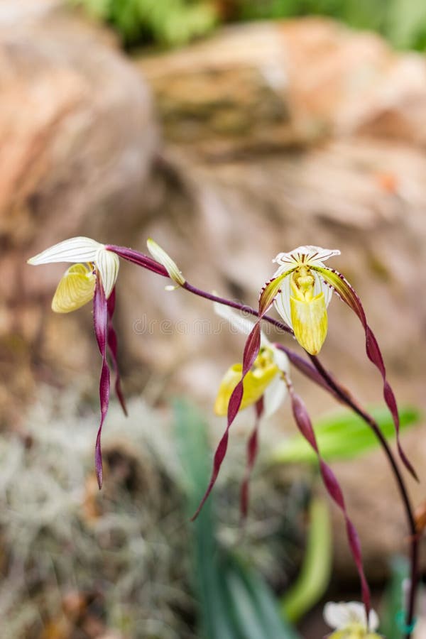 Close Up of Ladys Slipper Orchid Stock Photo - Image of bright ...