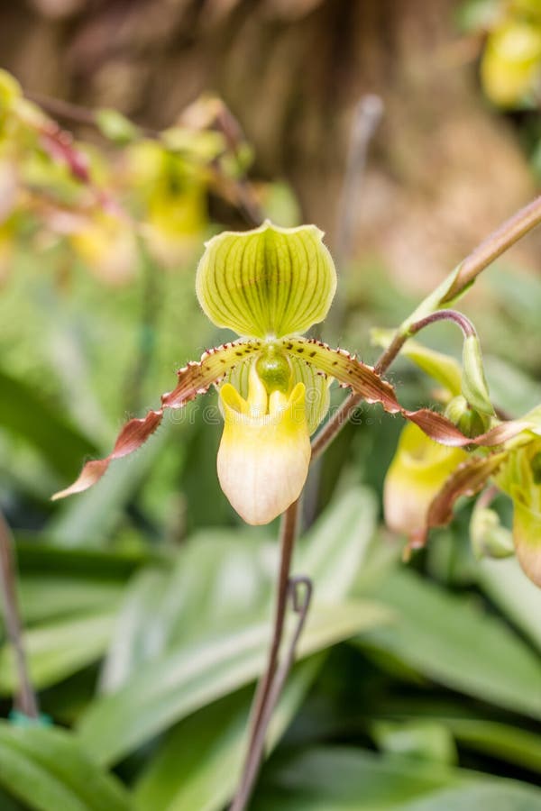 Close Up of Ladys Slipper Orchid Stock Image - Image of sepal, purple ...