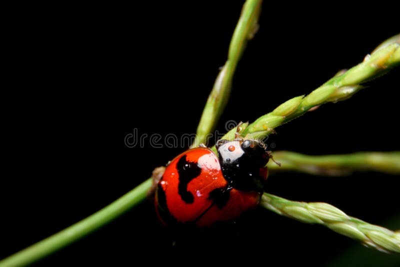 Close-up Ladybird Ladybug Night Stock Image - Image of grass, leaf ...