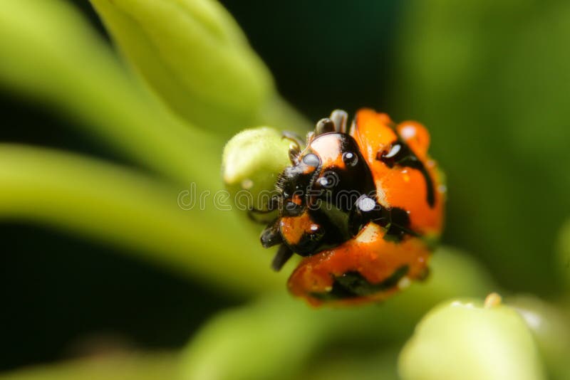 Close-up Ladybird Ladybug Night Stock Image - Image of garden, summer ...