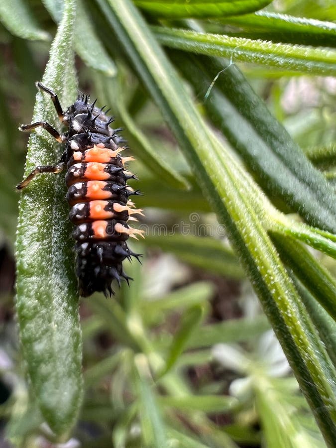 Close-up of an Asiatic Ladybird Larvae on a Leaf Stock Image - Image of ...