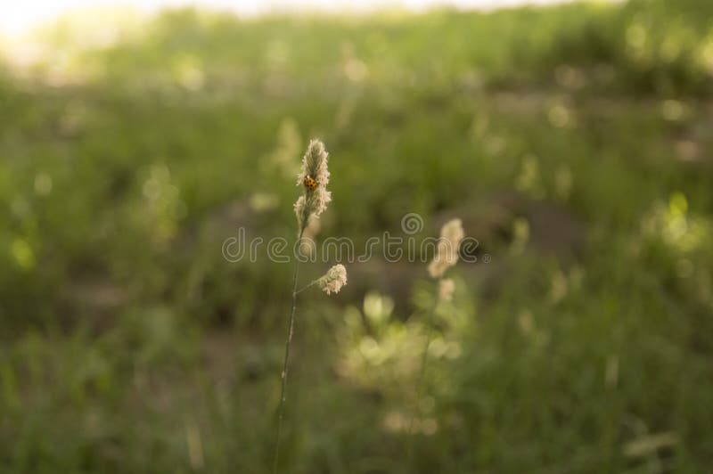 Close-up: Ladybird on a Tiny Spike Stock Image - Image of closeup ...