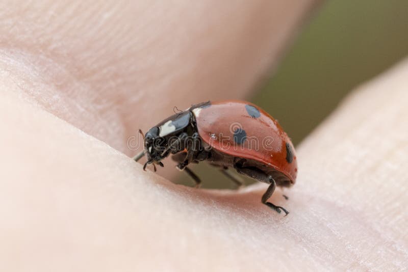 Close Up of Ladybug Above a Hand Stock Photo - Image of friend ...