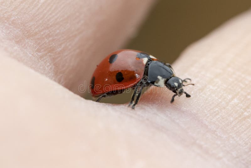 Close Up of Ladybug Above a Hand Stock Image - Image of environment ...