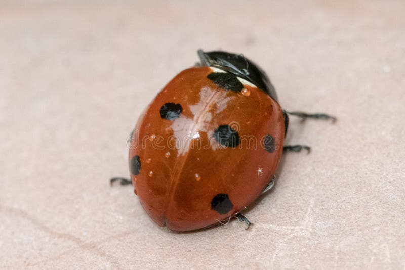 Close Up of Ladybug Above a Hand Stock Image - Image of people, animal ...