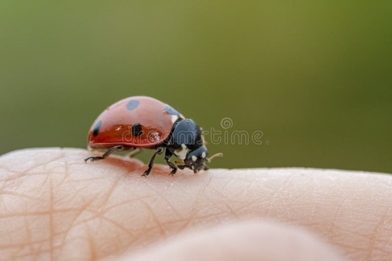 Close Up of Ladybug Above a Hand Stock Photo - Image of natural, friend ...