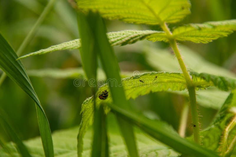 A Ladybug on the Bottom of a Leaf Eating Bugs Stock Image - Image of ...