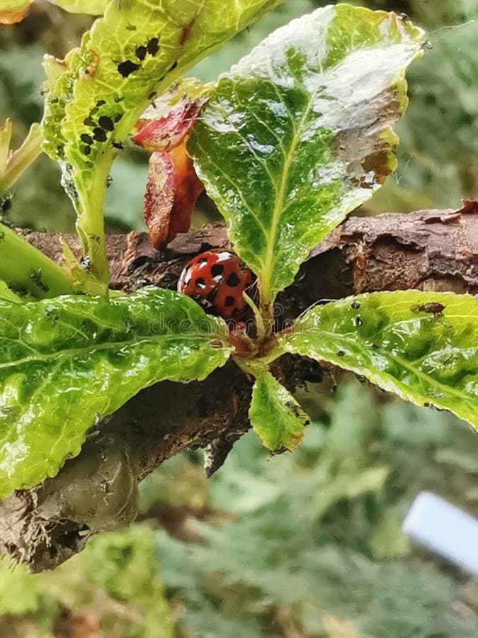 Ladybug and aphids stock image. Image of control, beetle - 14294019
