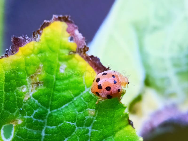 Closeup of ladybug stock photo. Image of fauna, nature - 170920136