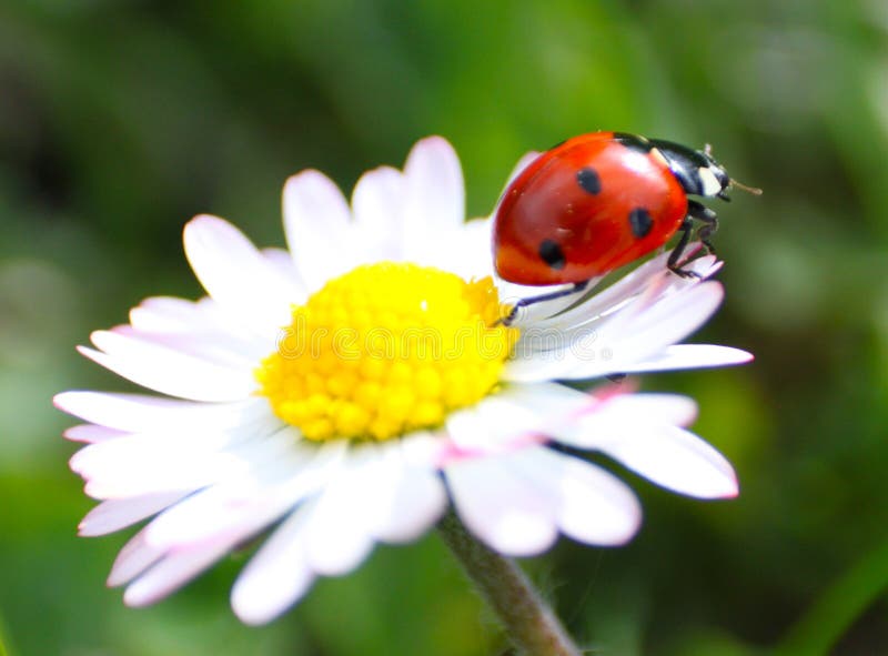 Close-up with Ladybug and Dasy Stock Photo - Image of coccinella, daisy ...