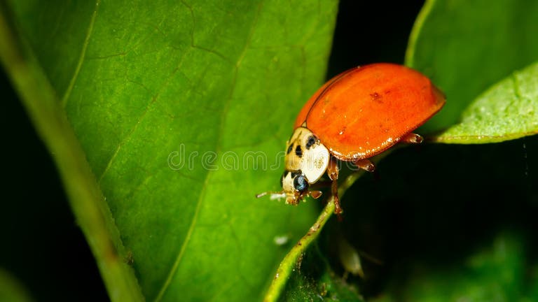 Ladybug without Dots Stand on the Leafe Stock Image - Image of insect ...
