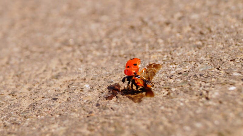 A Close Up of a Ladybug on Fly. Macro Stock Photo - Image of animal ...
